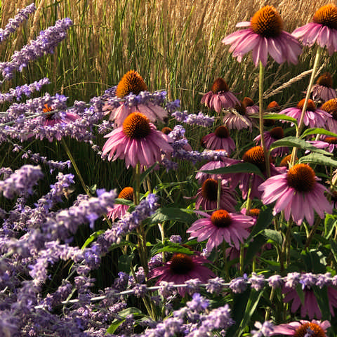 Plants - Meadow Acres Garden Centre